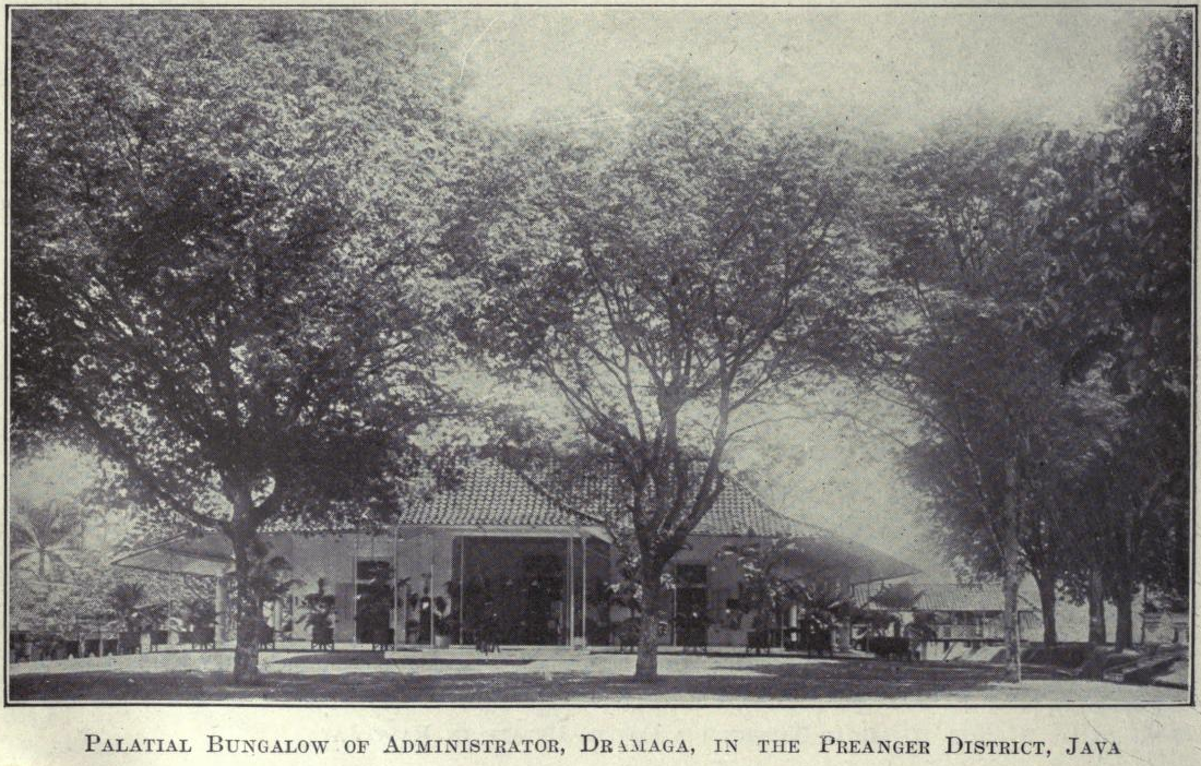 Java Mountain (coffee from the island of Java) - Al Mokha